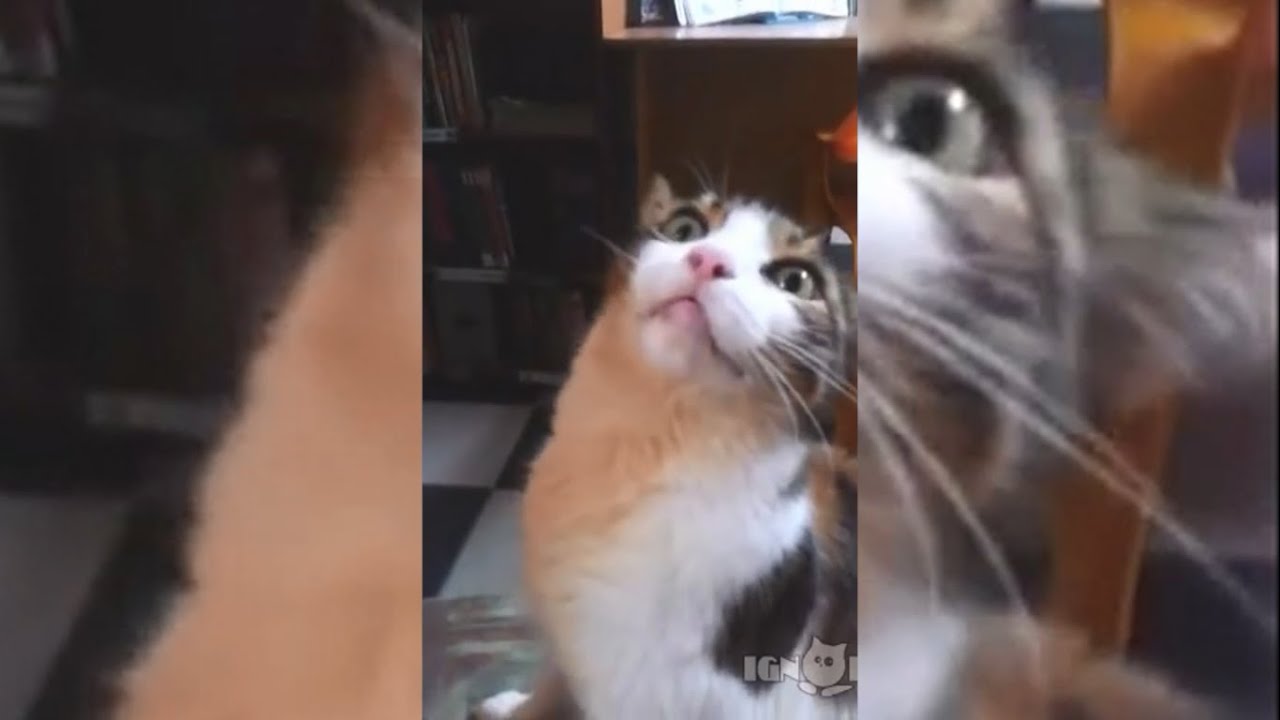 Typical cat with devil inside him | Funny cat 2015 - YouTube