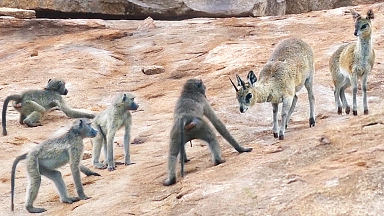 Baboons vs Bucks! - YouTube
