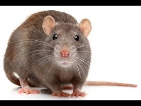 Space OC Challenge - YouTube