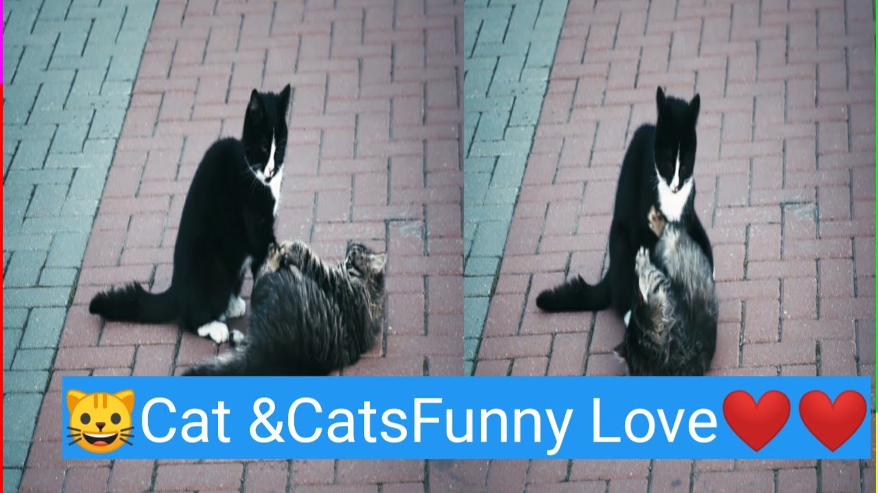 Romantic Cats Love | Cats Making Love in Front of Everyone 🐱(Love of ...
