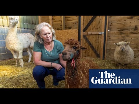Tragedy in Cambridgeshire: Four Alpacas Killed in Disturbing Attack ...