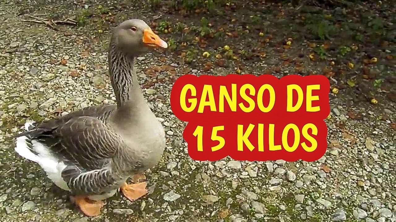 O GANSO MAIS PESADO DO MUNDO - TUDO SOBRE GANSOS - conheça melhor sobre ...