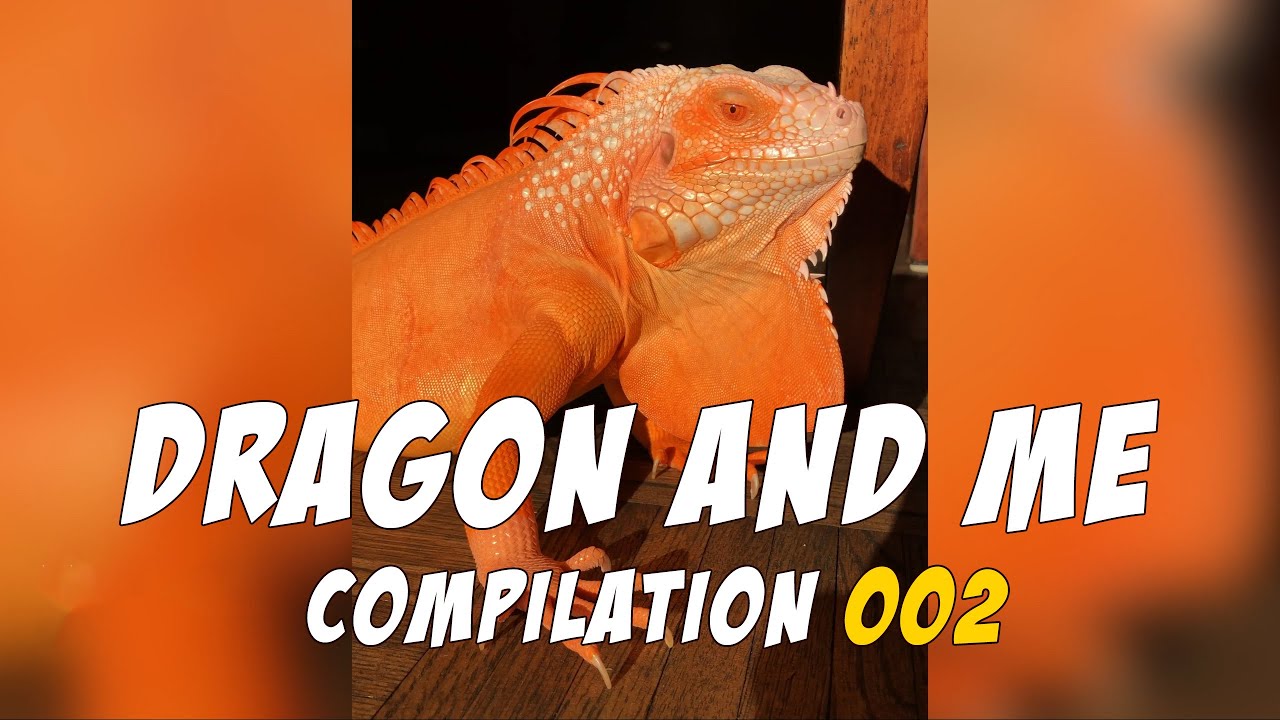 Dragon and Me - Compilation 002 - YouTube