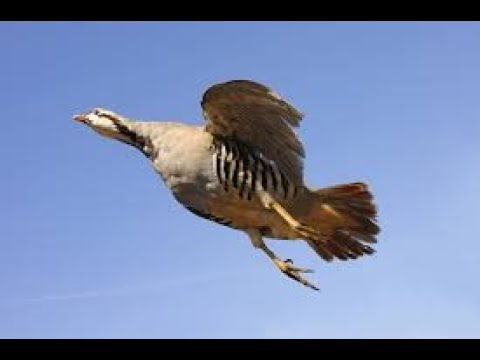 ΚΥΝΗΓΙ ΠΕΡΔΙΚΑΣ Η ΕΜΠΛΟΚΗ - YouTube