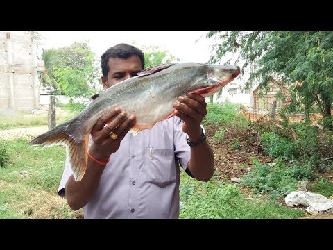 Crispy GHEE FISH Fry Recipe / Amazing Taste / Food Money Food - YouTube