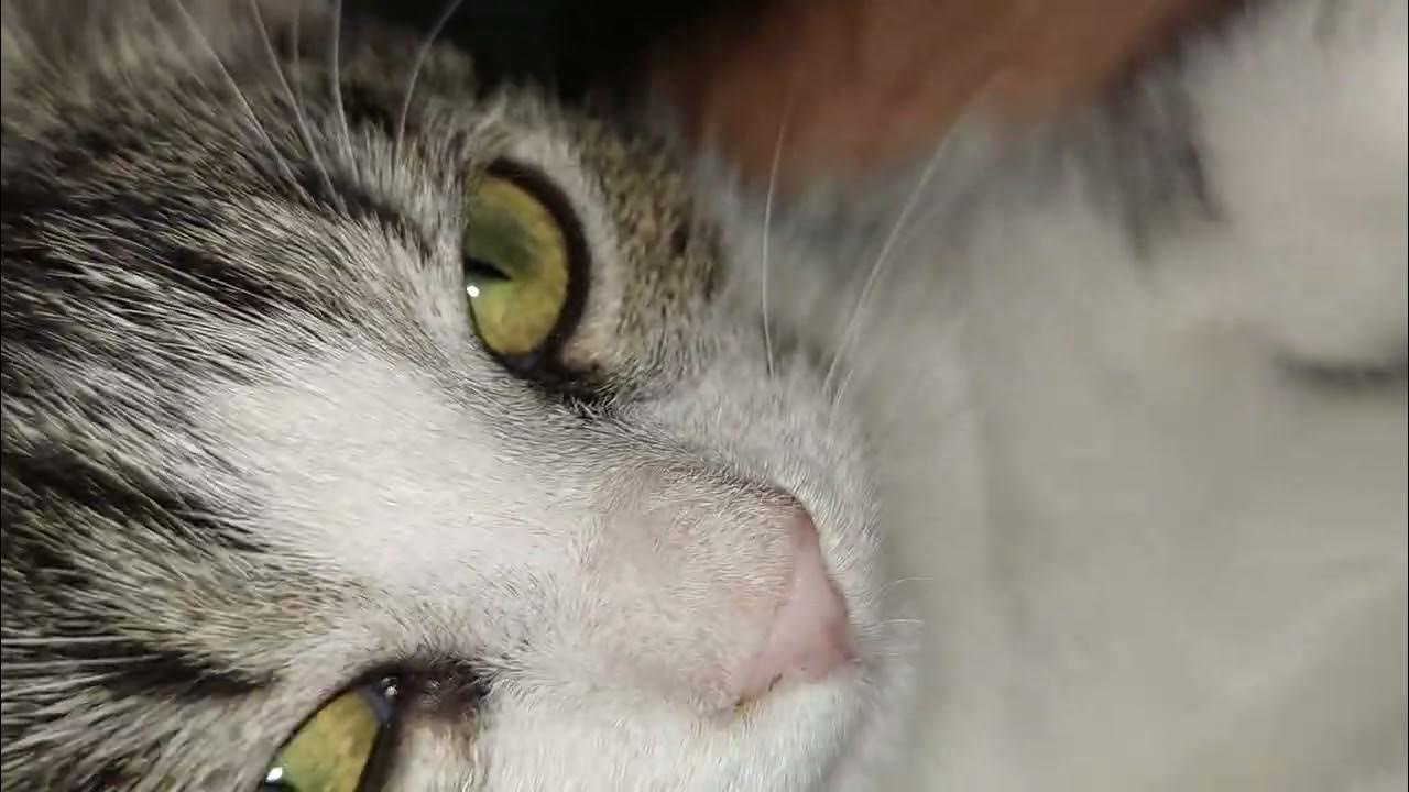 mrrp mrrp meow mrrp meow - YouTube