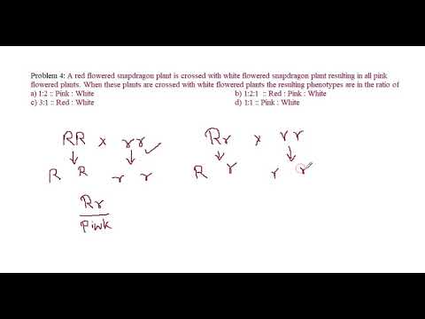 Genetic Problems (Part 4) Incomplete Dominance - YouTube