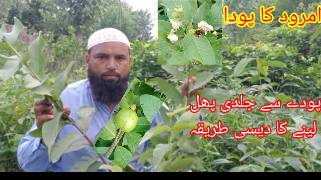 چائنیز گولا امرود نے جلدی پھل کیسے لینا ہے/۔ How to make Chinese gola ...