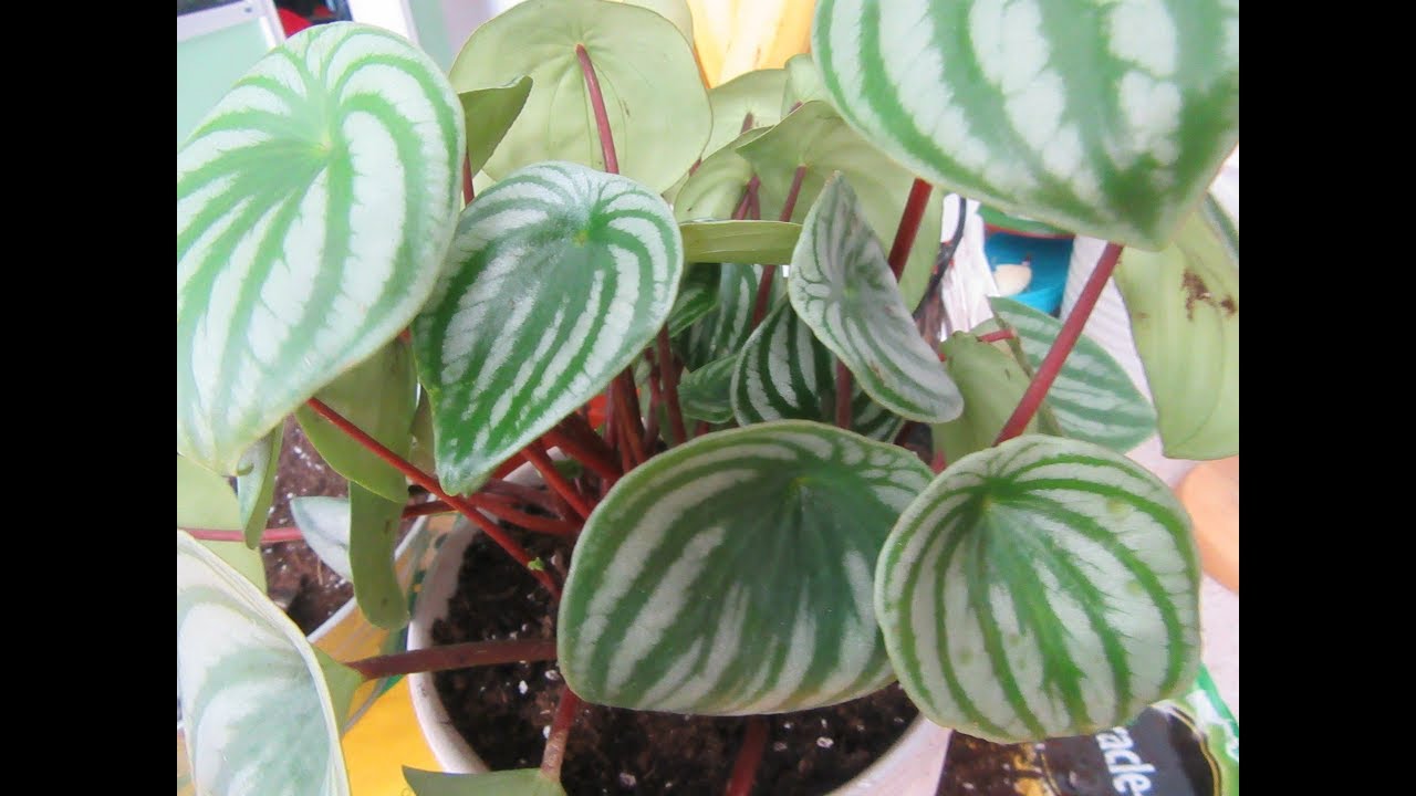 PEPEROMIA WATERMELON REPOTTING - YouTube