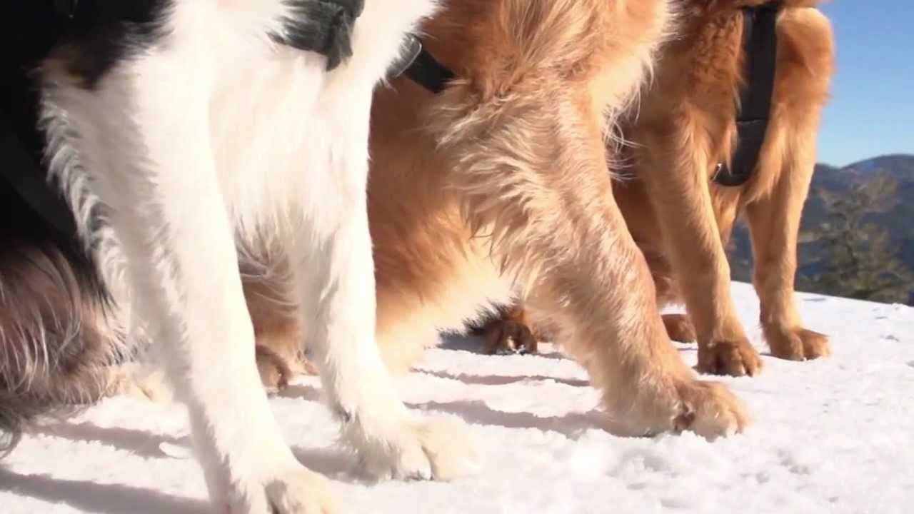 Meet the Squaw Dogs - YouTube