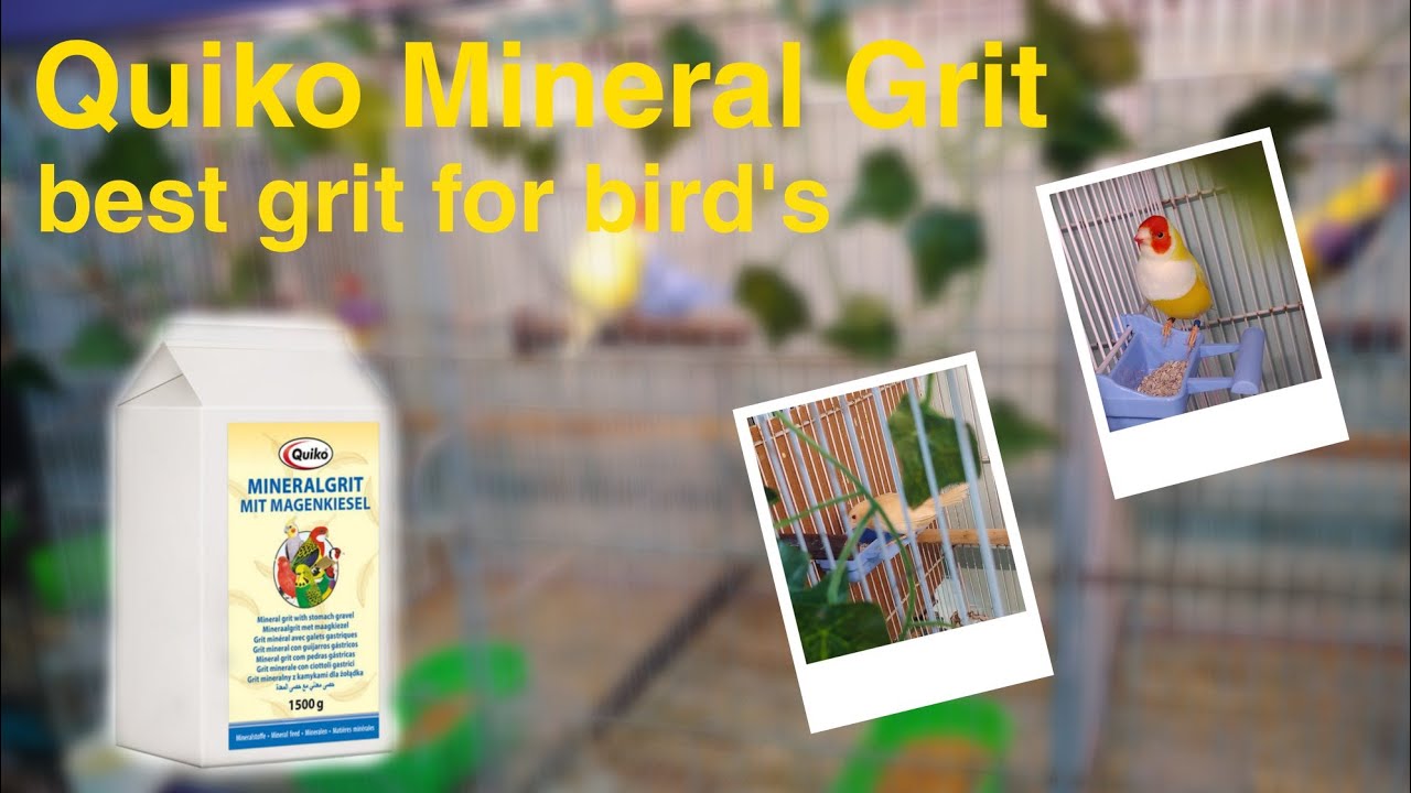 Quiko Mineral Grit Best Grit for bird's - YouTube
