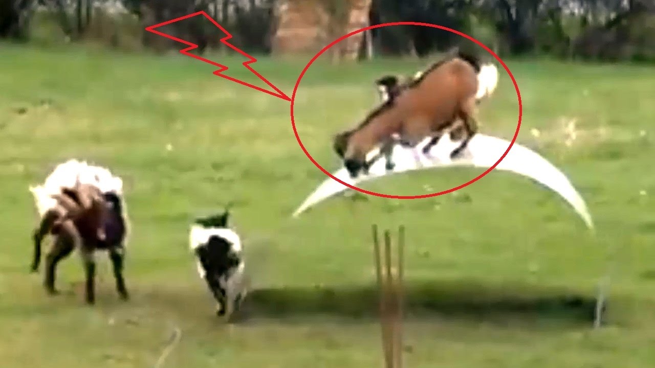 Ngoài Sức Tưởng Tượng - Xem Đi Xem Lại Mà Không Biết Chán - Smart goats ...