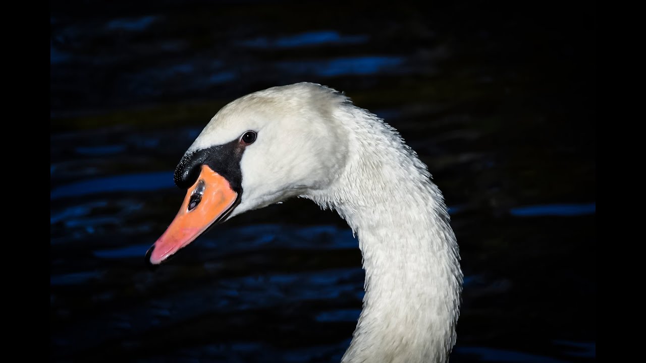 A Short October Afternoon Walk in Swan Lake - YouTube