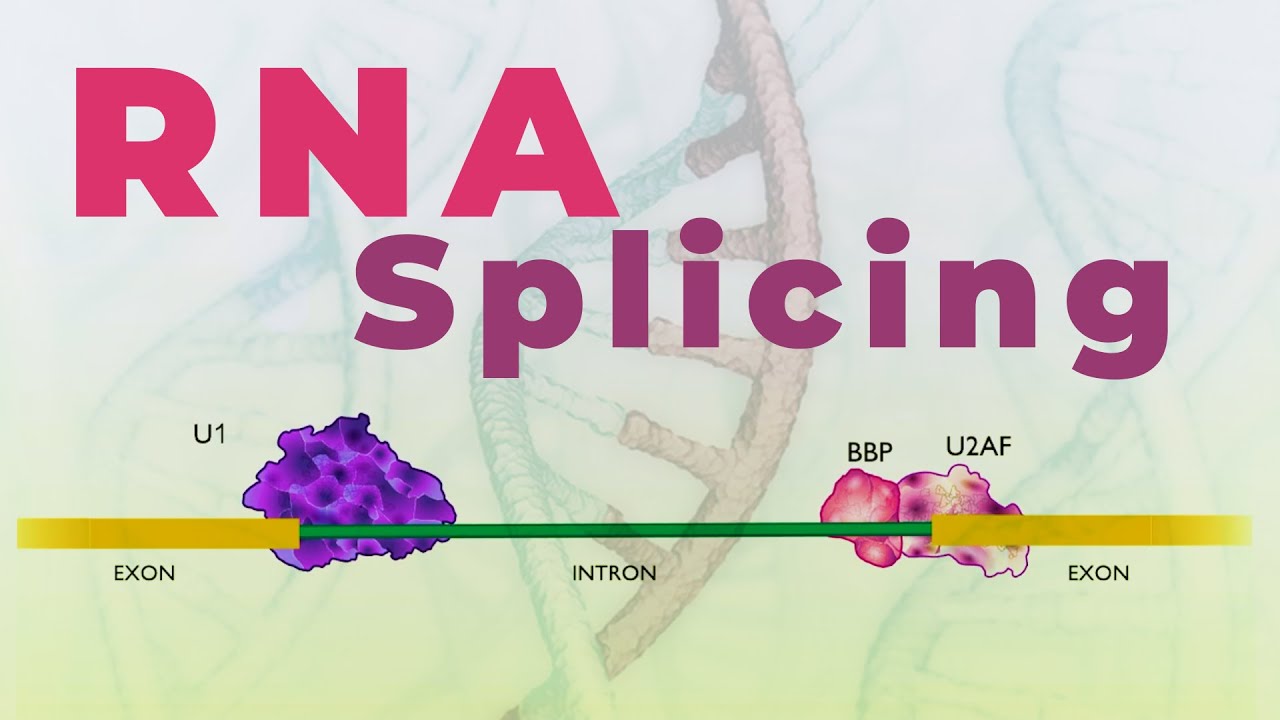 RNA splicing | Spliceosome | Lariat Loop - YouTube