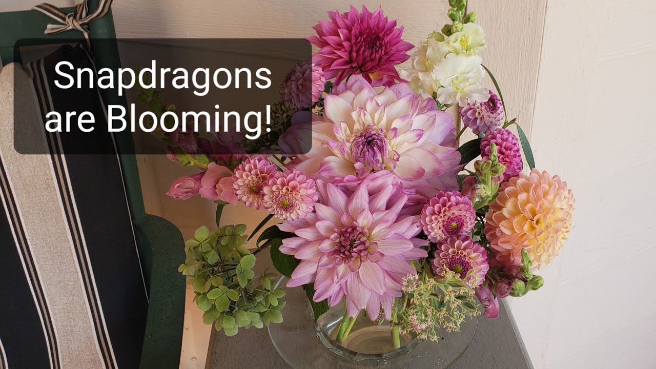 Snapdragons are blooming! - YouTube