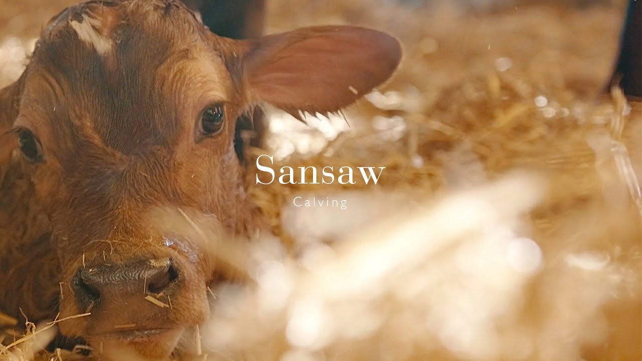 Sansaw - Calving - YouTube