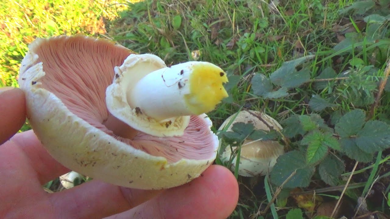 Otrovni Sampinjon - 50 Komada Ispod Šljive - Agaricus xanthodermus ...