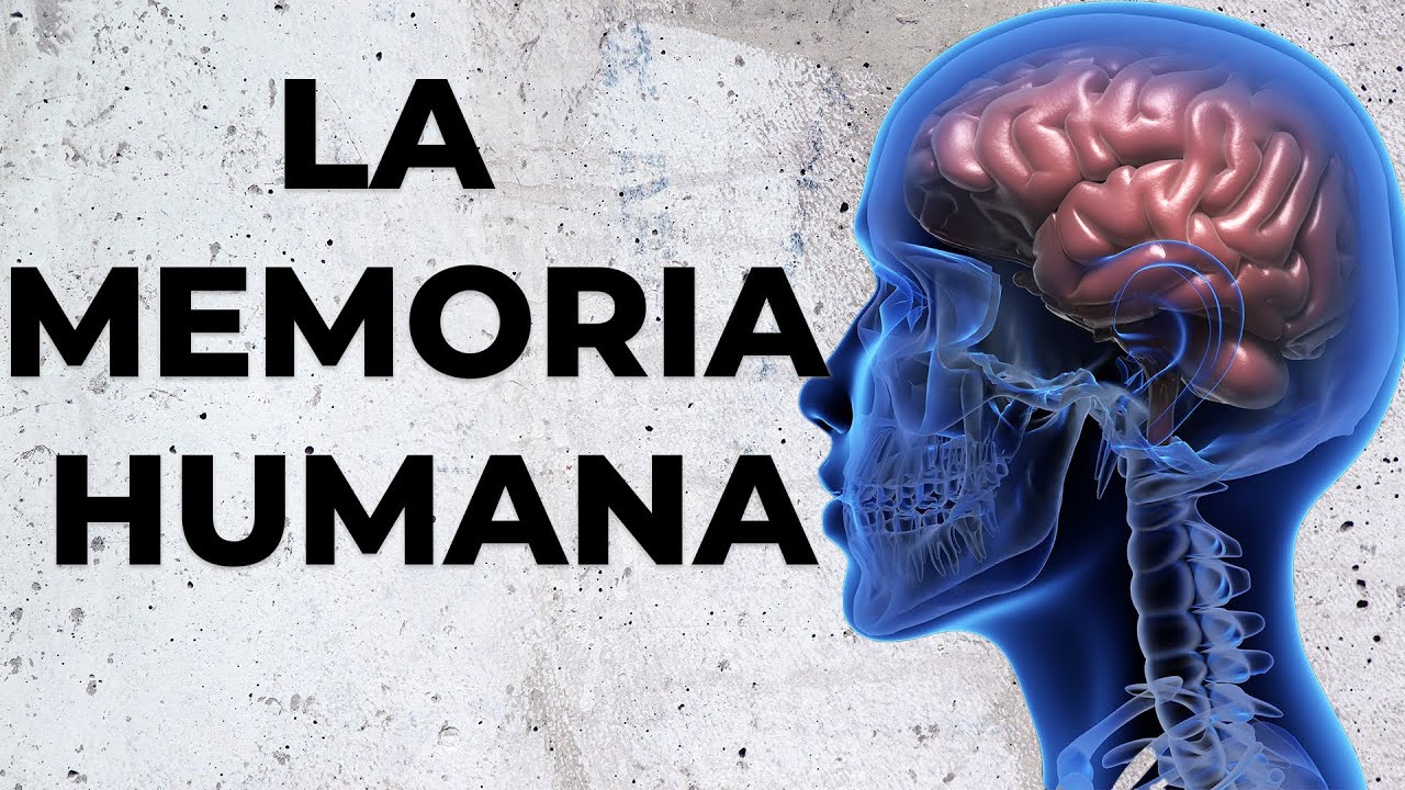 TODO LO QUE SIEMPRE QUISISTE SABER SOBRE LA MEMORIA DEL CEREBRO HUMANO ...