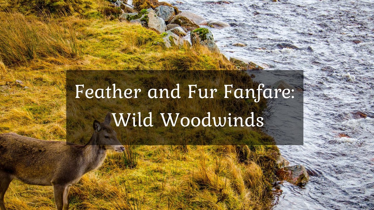 Feather and Fur Fanfare: Wild Woodwinds • 4k Video UltraHD - YouTube
