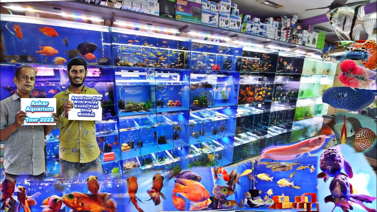 Aakar Aquarium Fish Shop Borivali Mumbai Recent Stock Update _ Aquarium ...