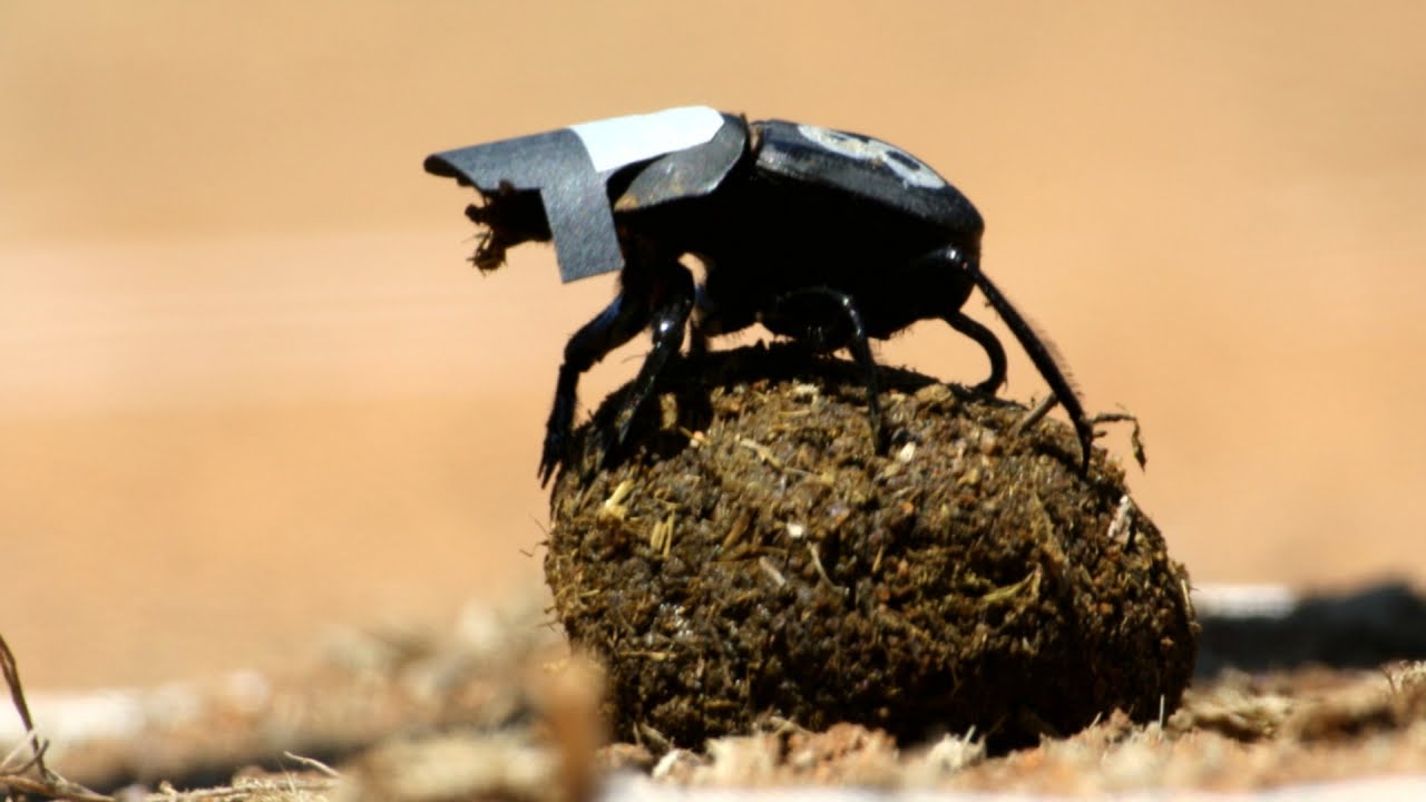 Dung Beetles Navigate Using the Stars - YouTube