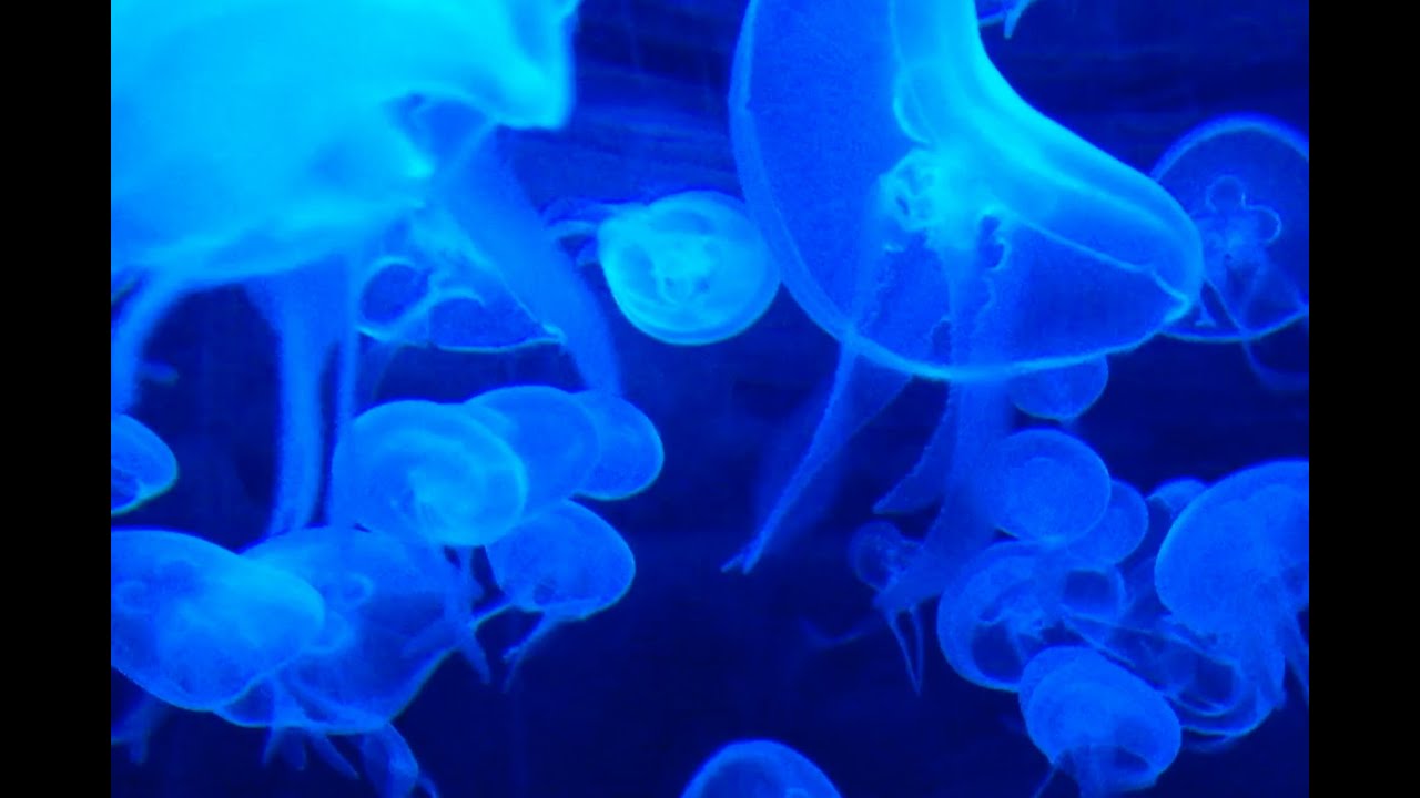 Underwater Ambiance - 1 Hour of Deep Sea Sounds - YouTube