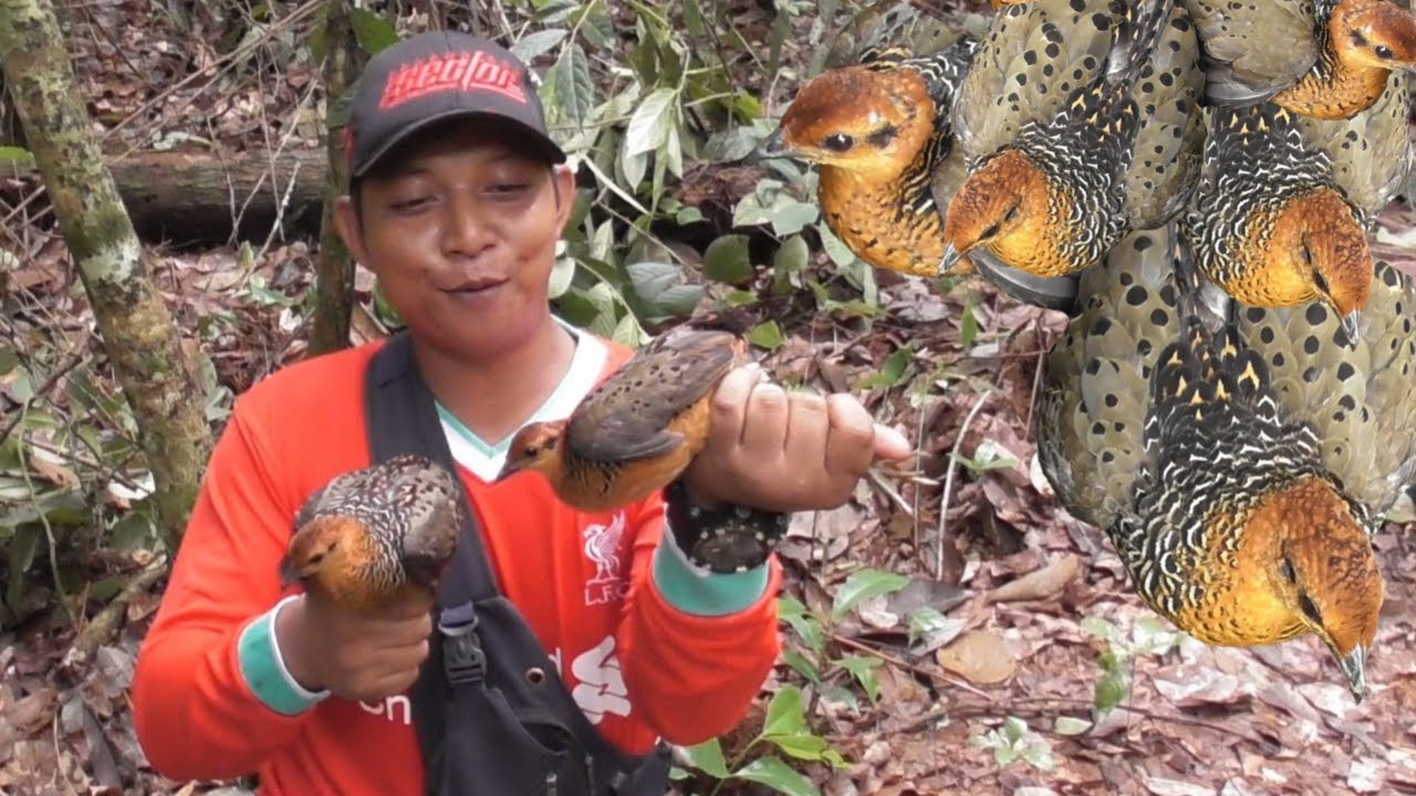 Menjerat Poyoh Rimbo Dengan Senar Gantung - YouTube