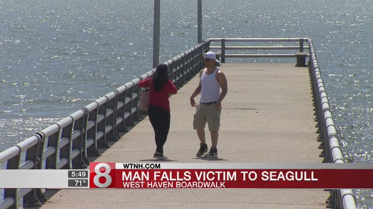 Man falls victim to seagull's digestive system - YouTube