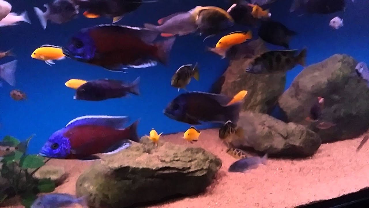 Malawi akvarium - YouTube