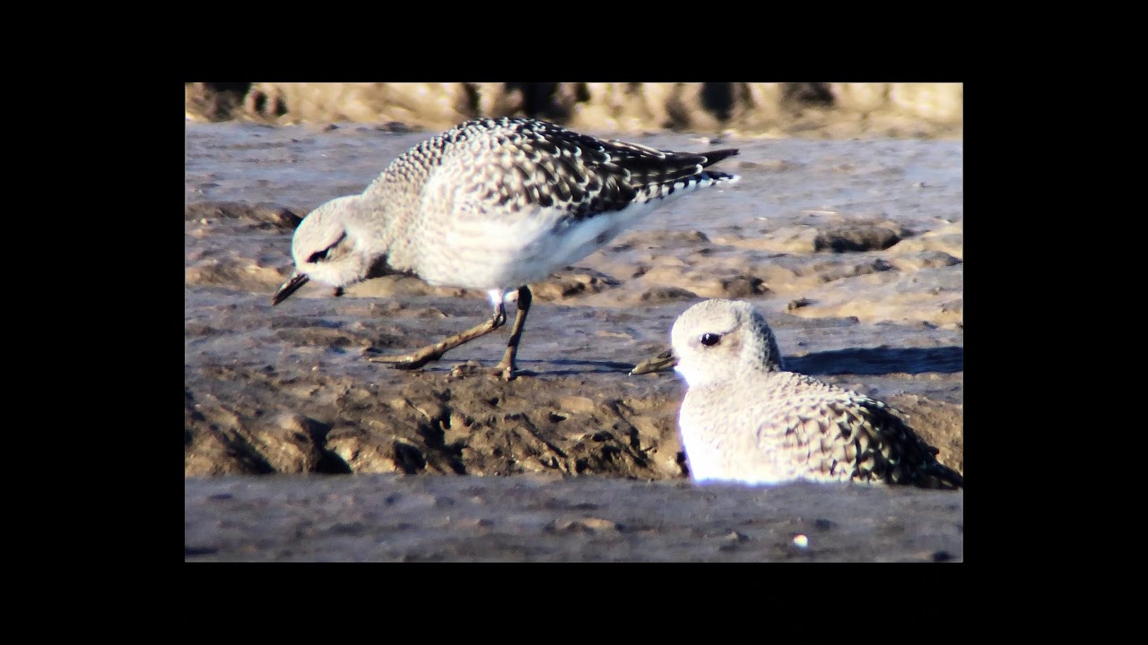 Grey Plover (Pluvialis squatarola) - winter plumage - on windswept ...