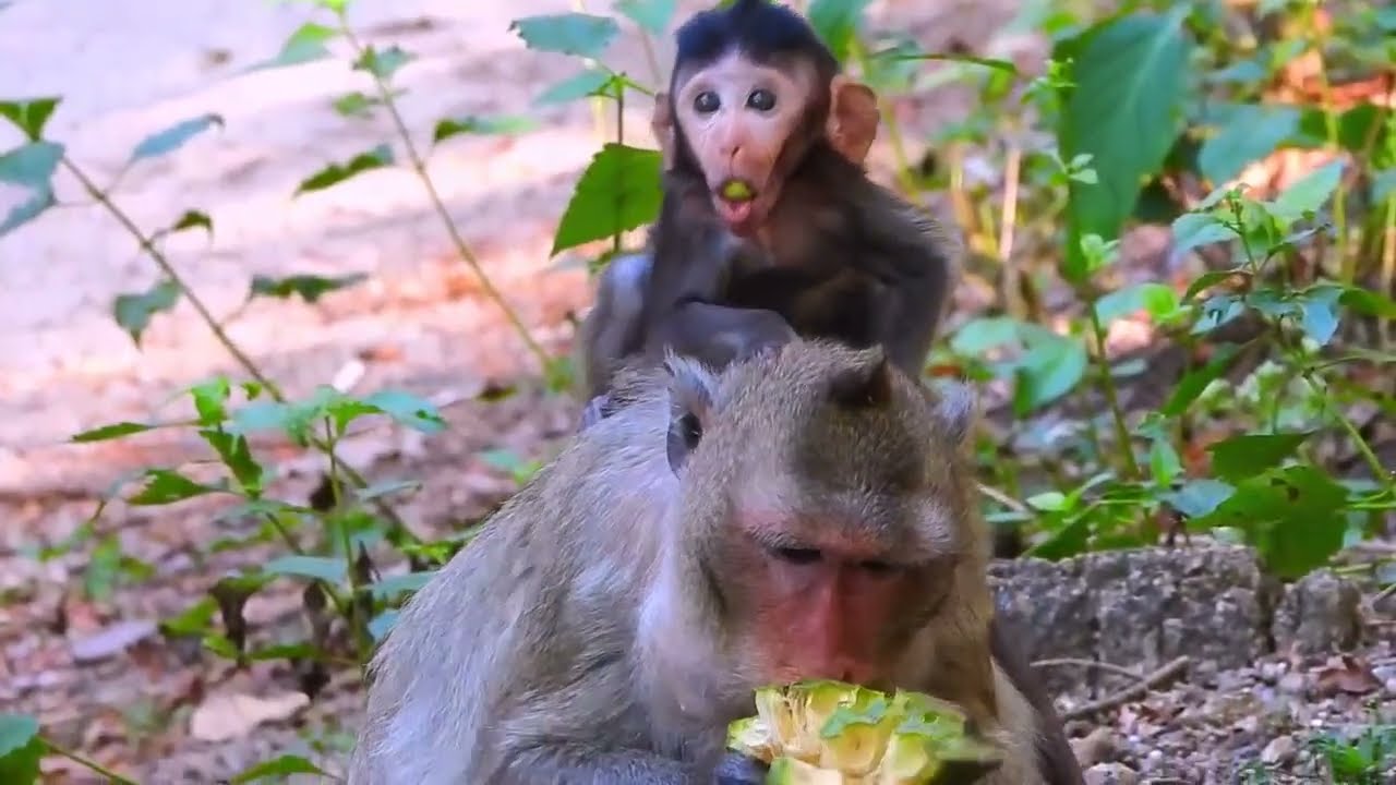 Monkey Mayhem: Ruben's Playdate with Other Babies - YouTube