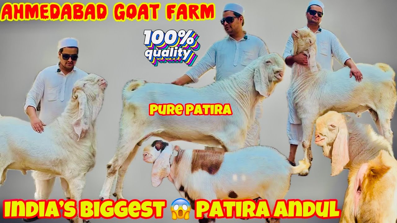 India’s Biggest Gulabi Patira Andul At Ahmedabad Goat Farm || Patira ...