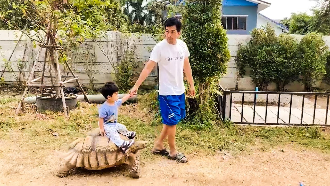 Toddler Rides On Giant Tortoise - YouTube