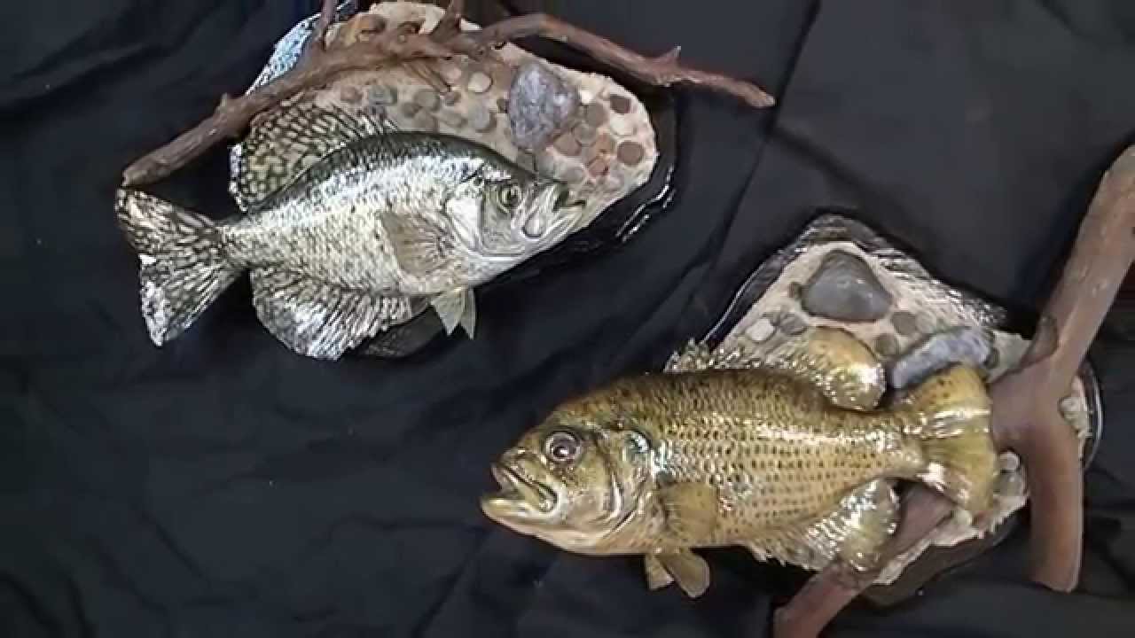 Rock Bass & Black Crappie fish mounts - YouTube