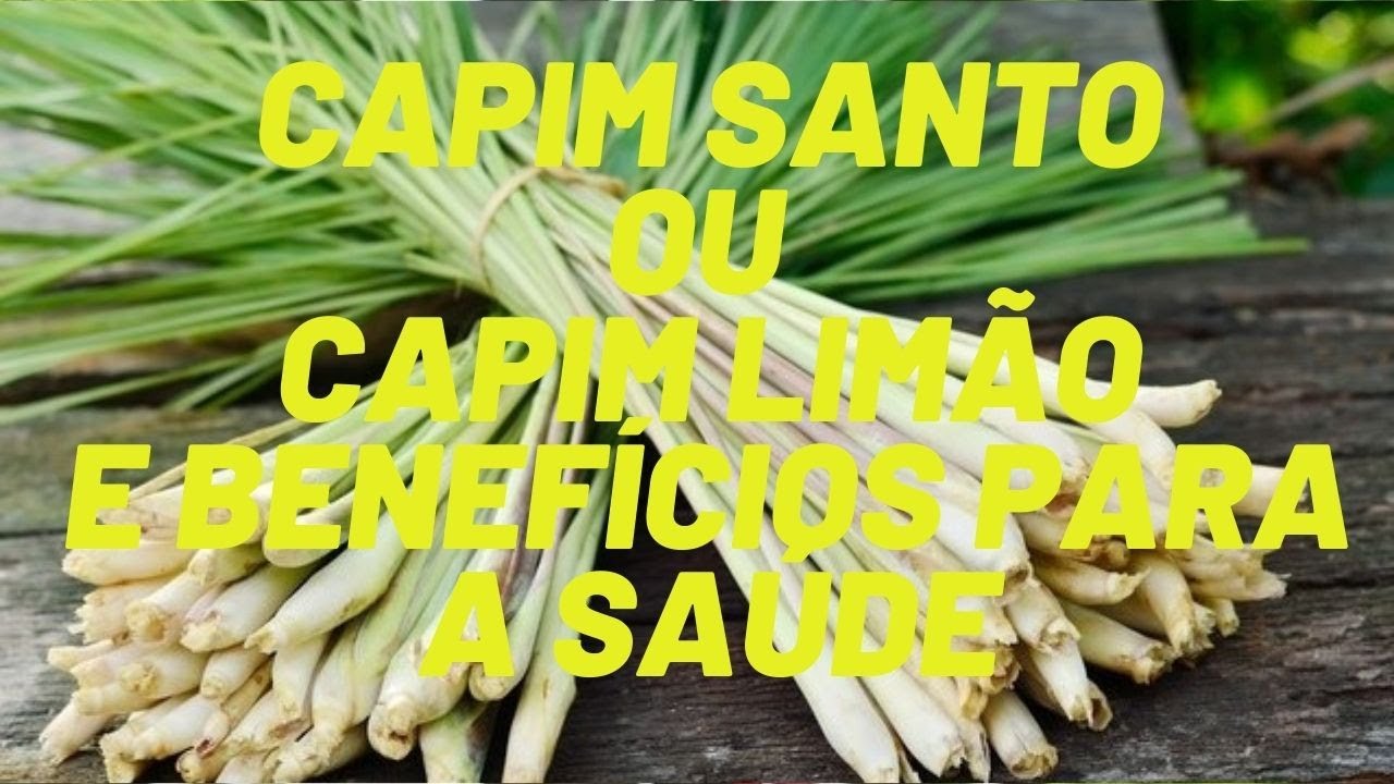 CAPIM SANTO OU CAPIM LIMÃO E SEUS BENEFÍCIOS - YouTube
