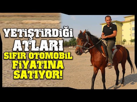 Siirt'te Yetiştirilen Rahvan Atları Sıfır Araba Fiyatına Satılıyor