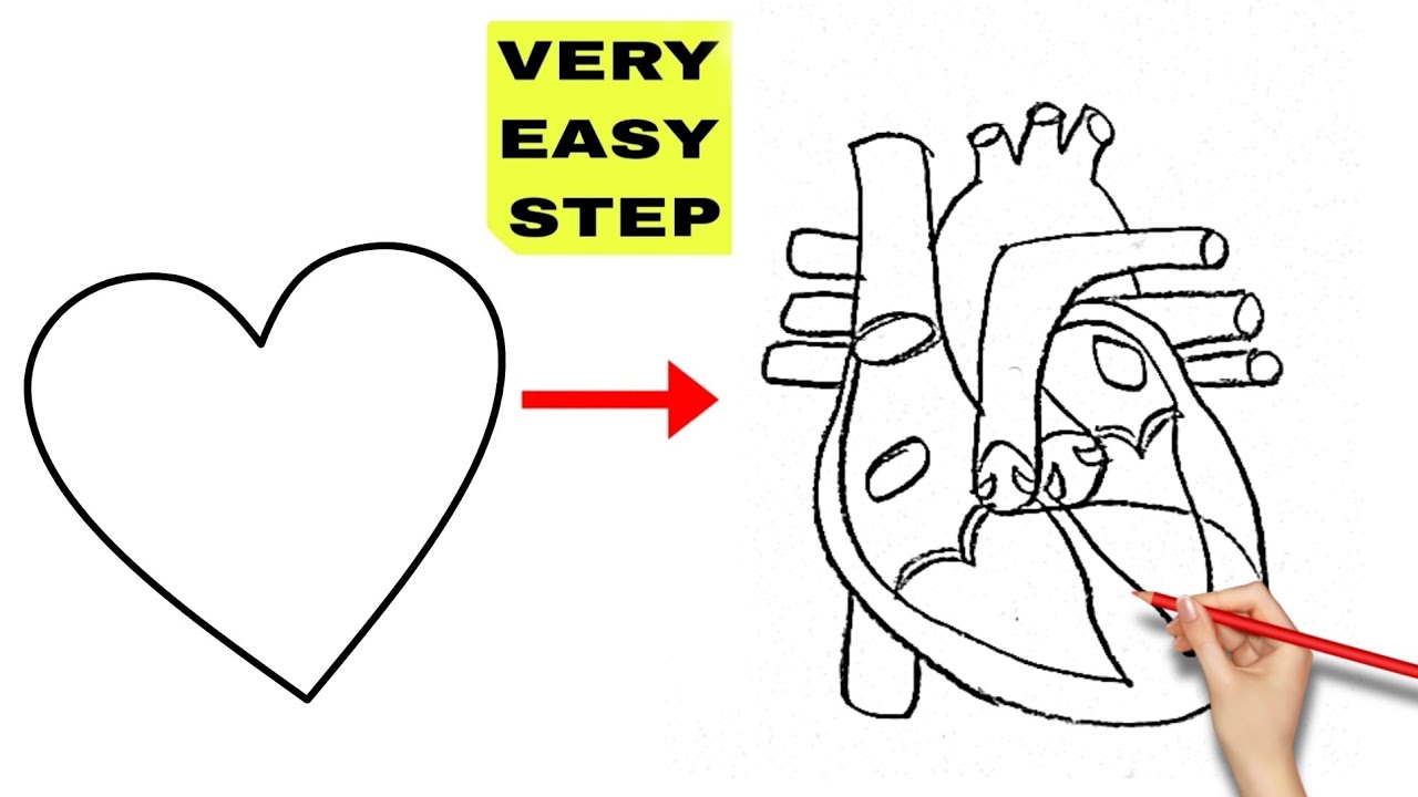 Heart turns into Human Heart Diagram drawing class 10 Science - YouTube