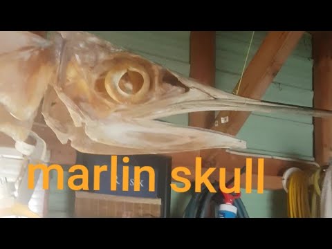 marlin skull - YouTube