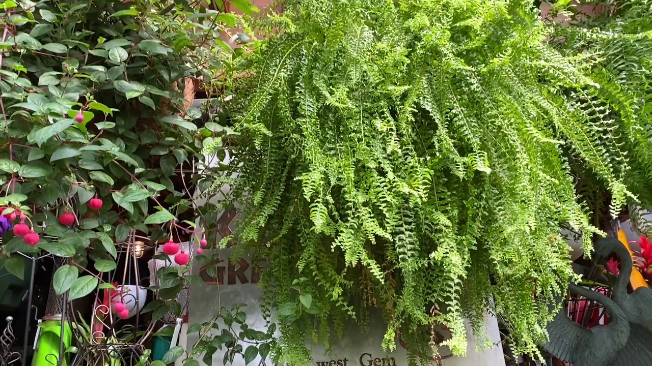 Inside Kellner Greenhouses 1st greenhouse full of house plants. - YouTube
