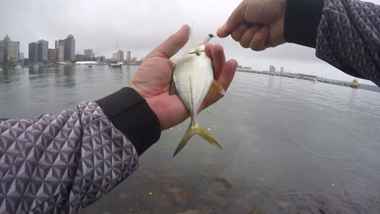 Durban Harbour Infested with small Kingfish - YouTube