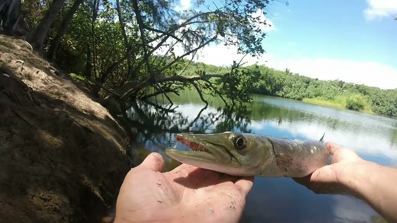 Insane Papio Fishing from SHORE in Kauai Hawaii!!- Barracuda, Trevally ...