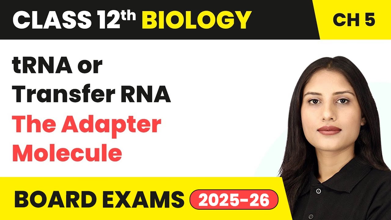 tRNA or Transfer RNA - The Adapter Molecule | Class 12 Biology Chapter ...