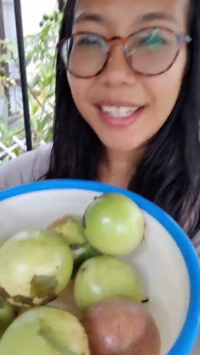 PERDANA! Petik buah markisa warna merah - rasanya??? - YouTube
