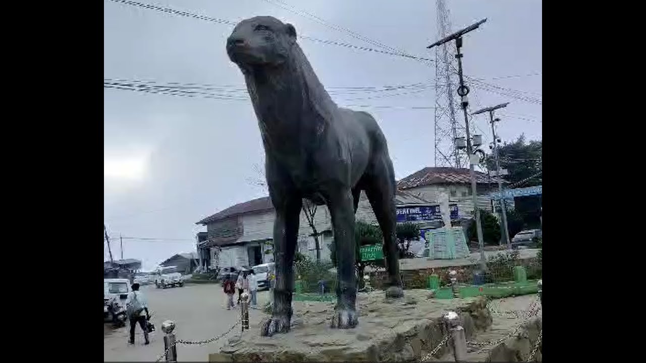 HAOFA- Ithumwui Ngashan Ithumwui Khaya (HAOFA breed of Dog- Our ...