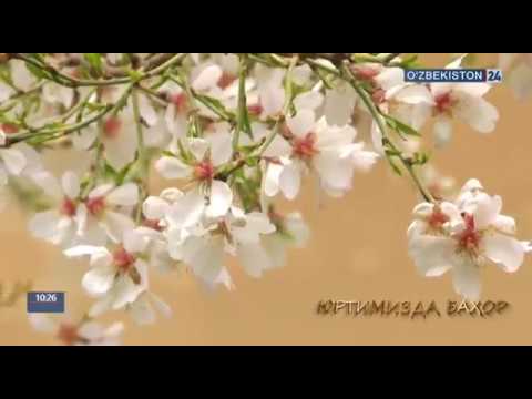 O‘zbekistonda bahor! / В Узбекистан пришла весна! / Spring in ...
