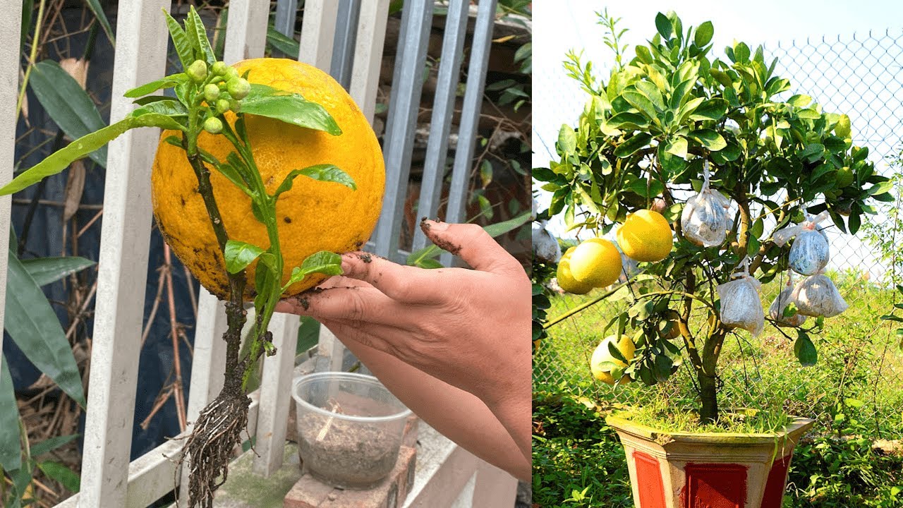 How to grow orange tree from orange fruit,, growing orange tree from ...