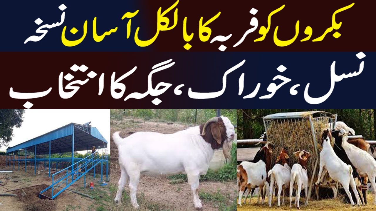 Goat Fattening Techniques | Goat Fattening Business | Bakra Farming in ...