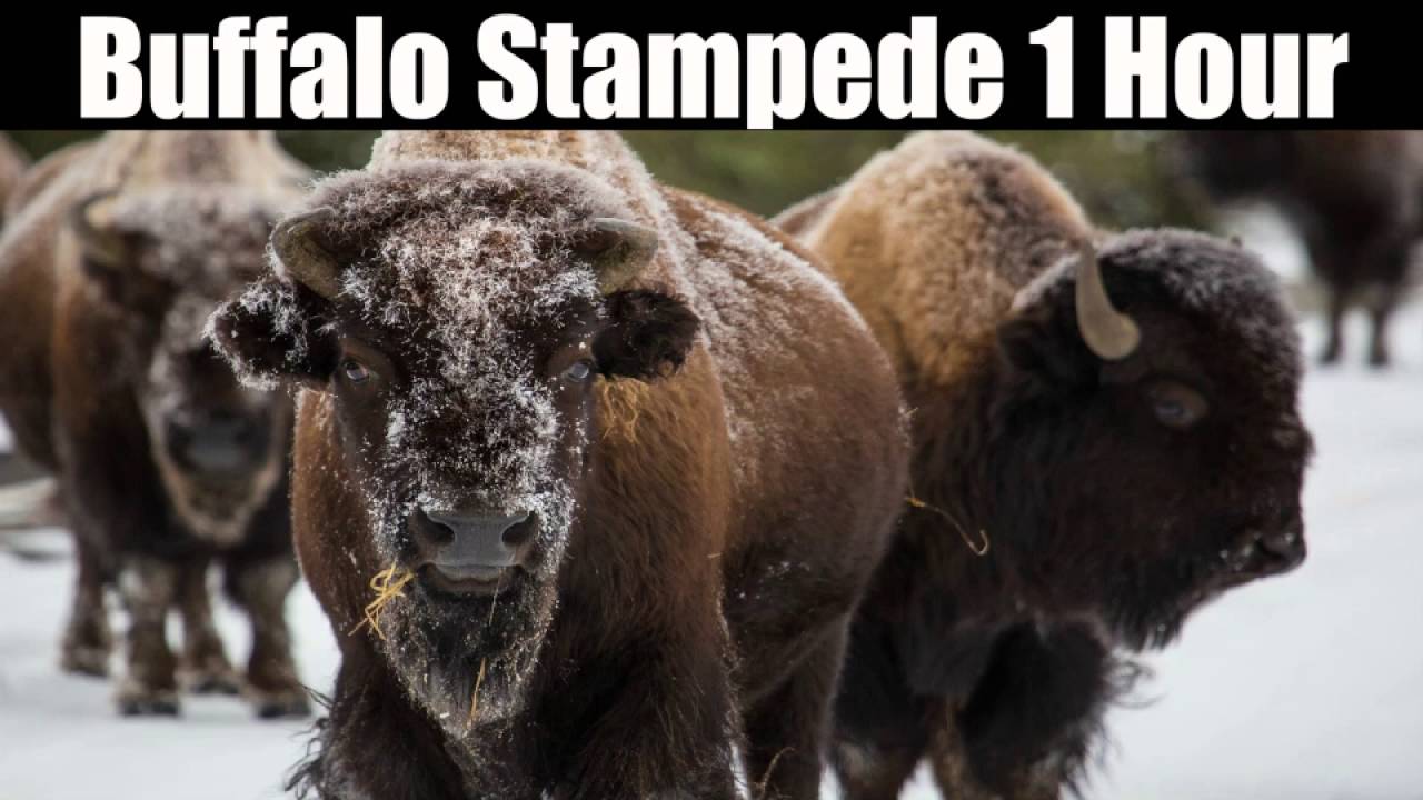 Buffalo Stampede - 1 Hour - YouTube