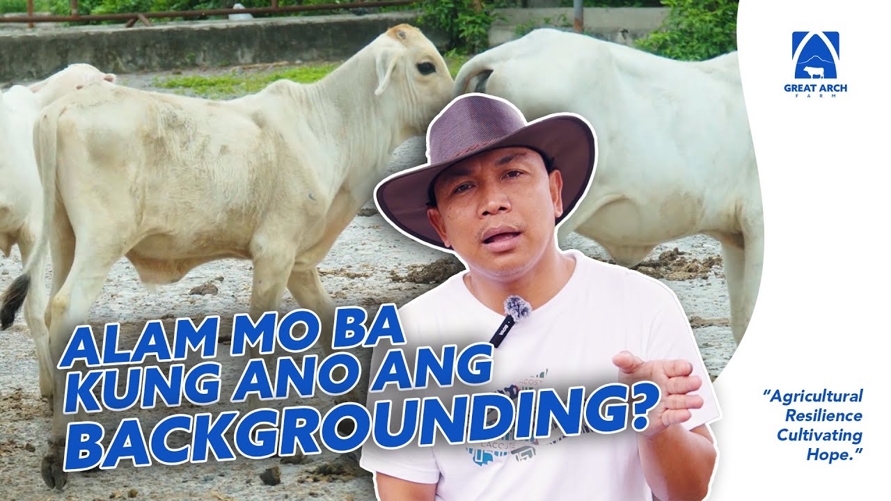 IMPORTANCE OF PROPER BACKGROUNDING - YouTube