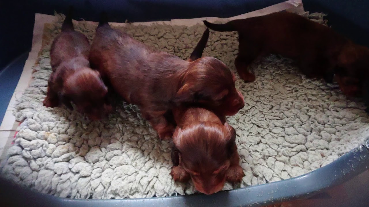 Taxvalpar Josas börjar röra på sig - YouTube